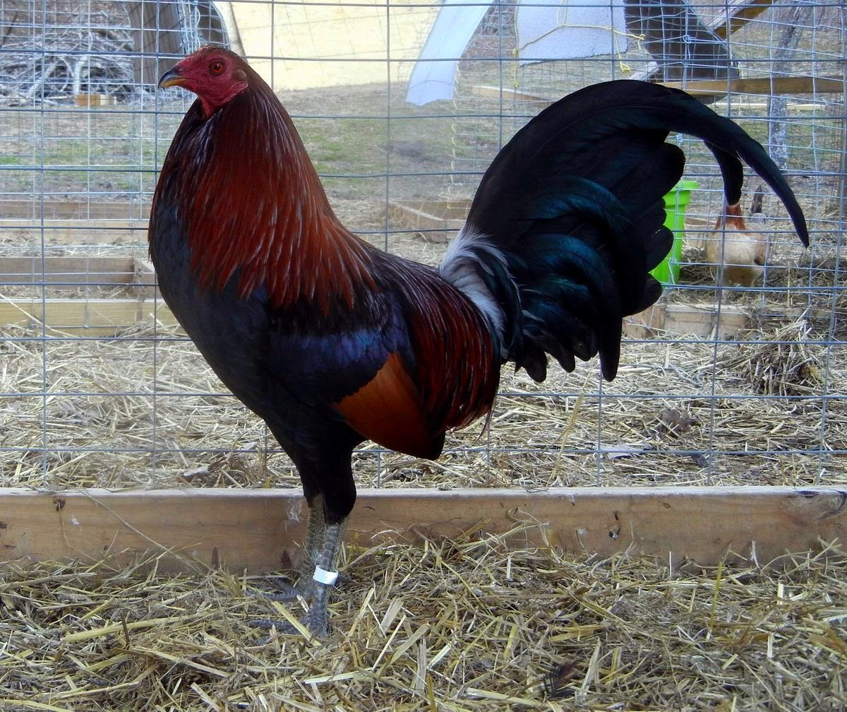 High Noon Game Farm" .....................