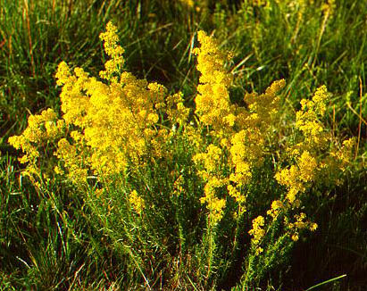 ALIFIA DE DRAGAICA (SANZIENE) | Terapii naturiste si Tratamente