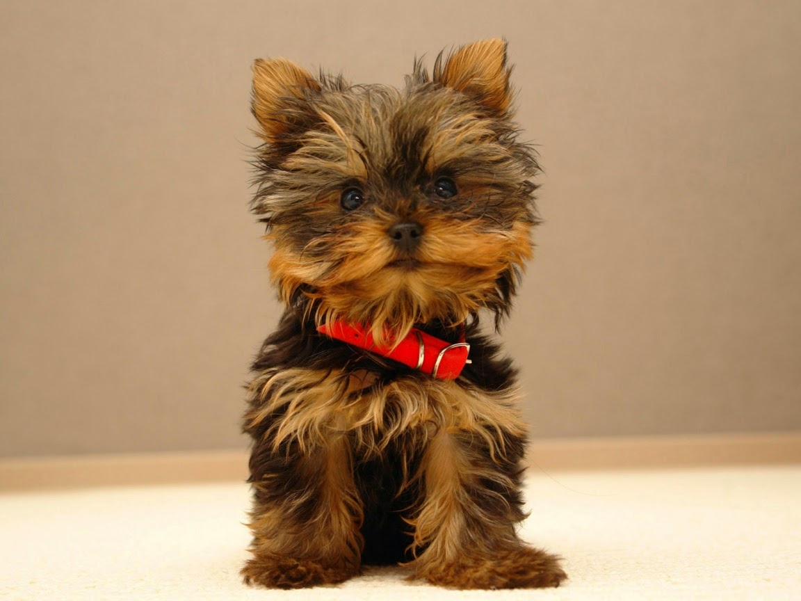 todo sobre los perros: yorkshire terrier