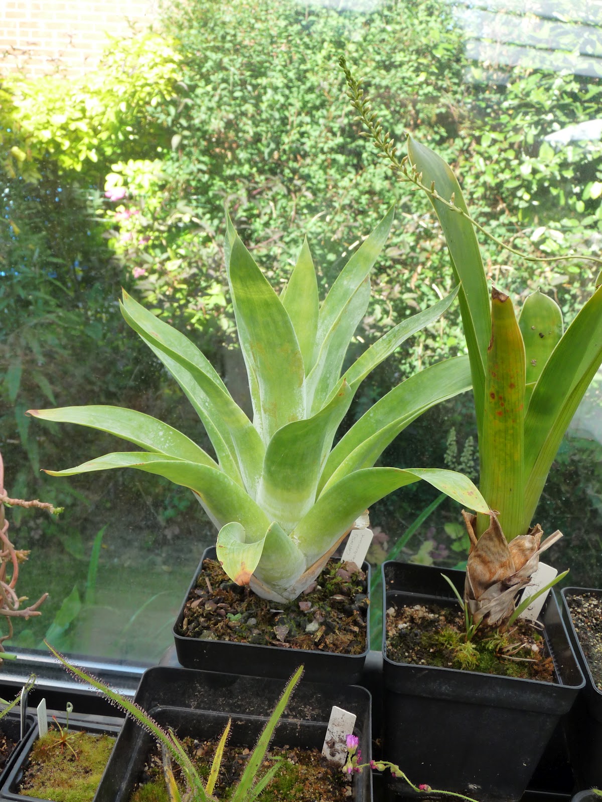 Catopsis berteroniana - Alchetron, The Free Social Encyclopedia