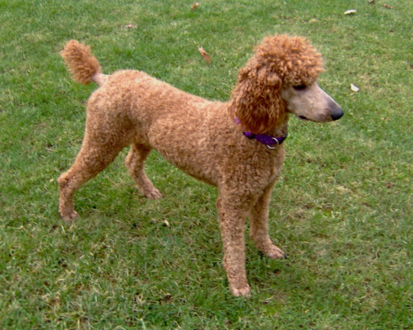 Cute Dogs: Poodle dog