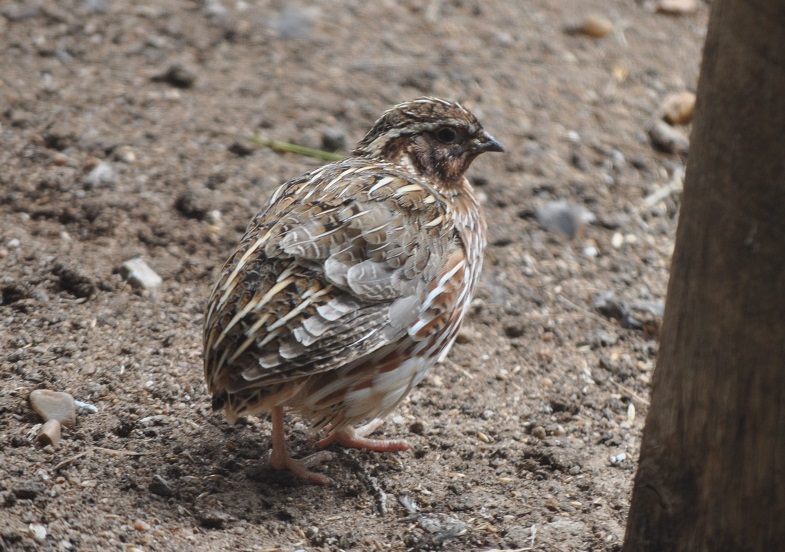 ZOOTOGRAFIANDO (6.100 ANIMALS): CODORNIZ COMÚN / COMMON QUAIL (Coturnix ...