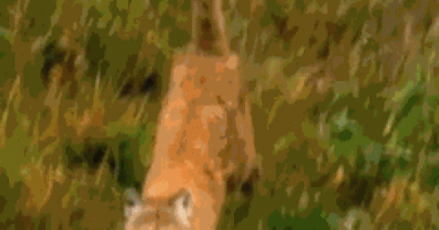 Puma Chasing - Afuni's Knowledge Hub