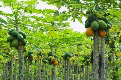 BAGIAN TANAMAN PEPAYA YANG BERMANFAAT | Tips Petani