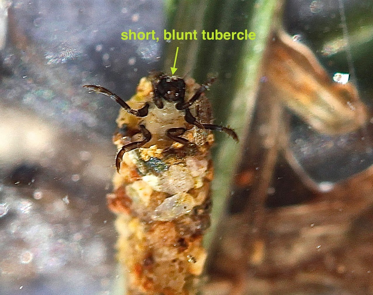 Aquatic Insects of Central Virginia: The small winter stonefly ...