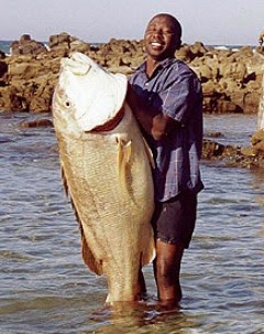 Big Fishes of the World: RED STEEMBRAS (Petrus rupestris)