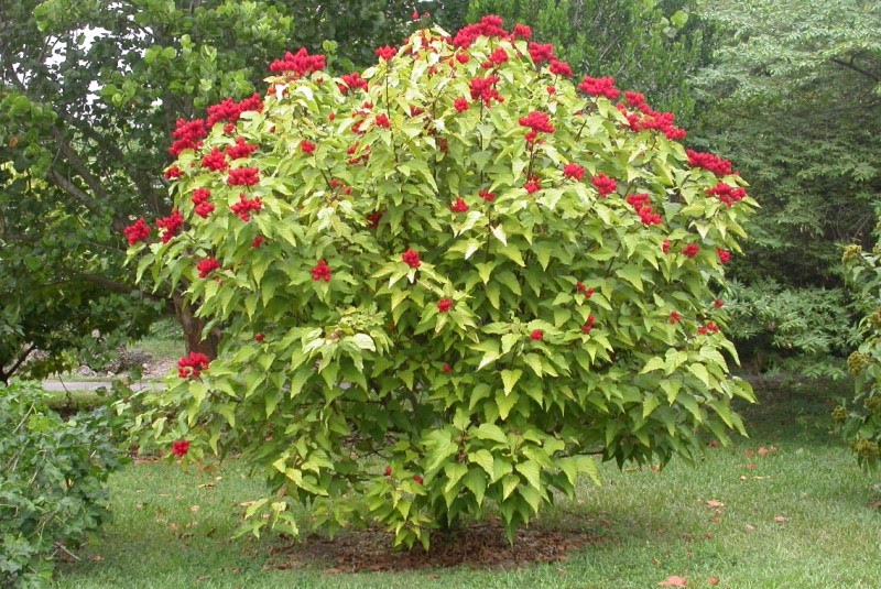 Variety of Life: Malvales