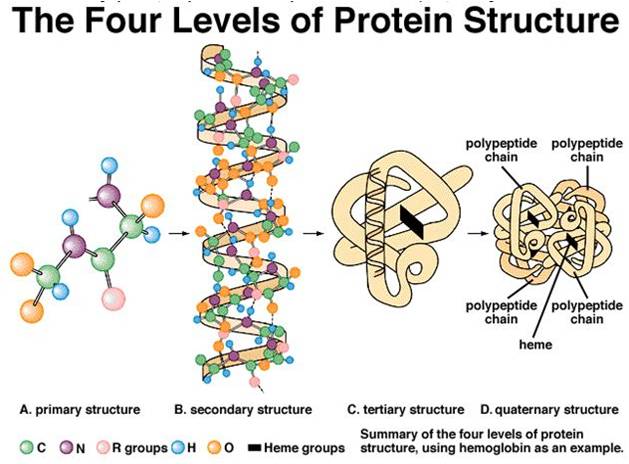 Food Science Notes for 2nd Semester HM students: February 2019