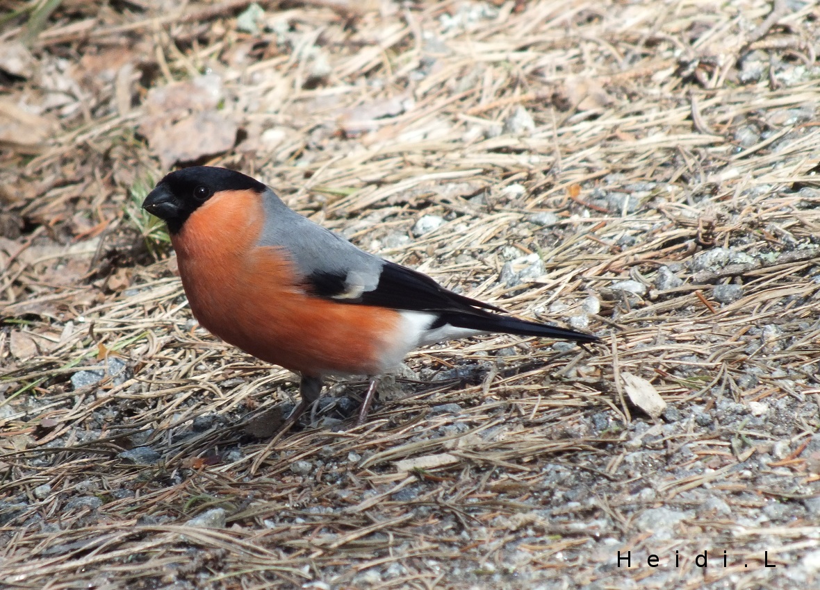 Takaisin luontoon!: Peippoja ja punatulkkuja