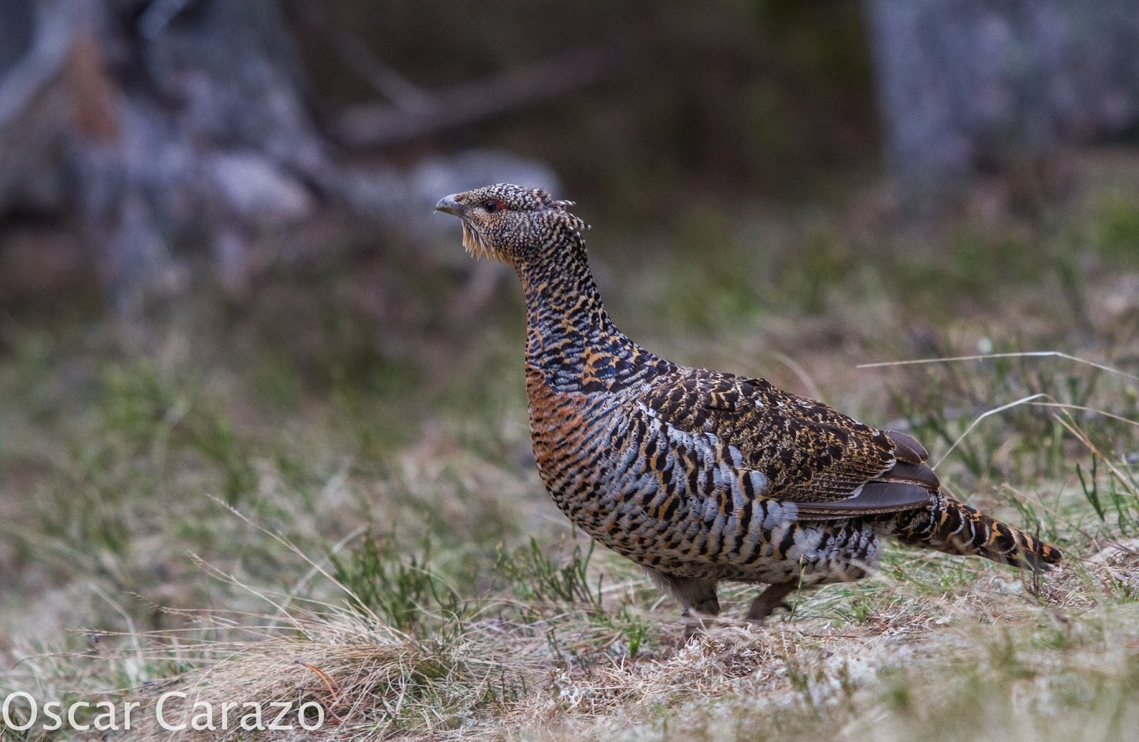 AVESANTURTZI: OTRO SUEÑO CUMPLIDO: UROGALLO PIRENAICO