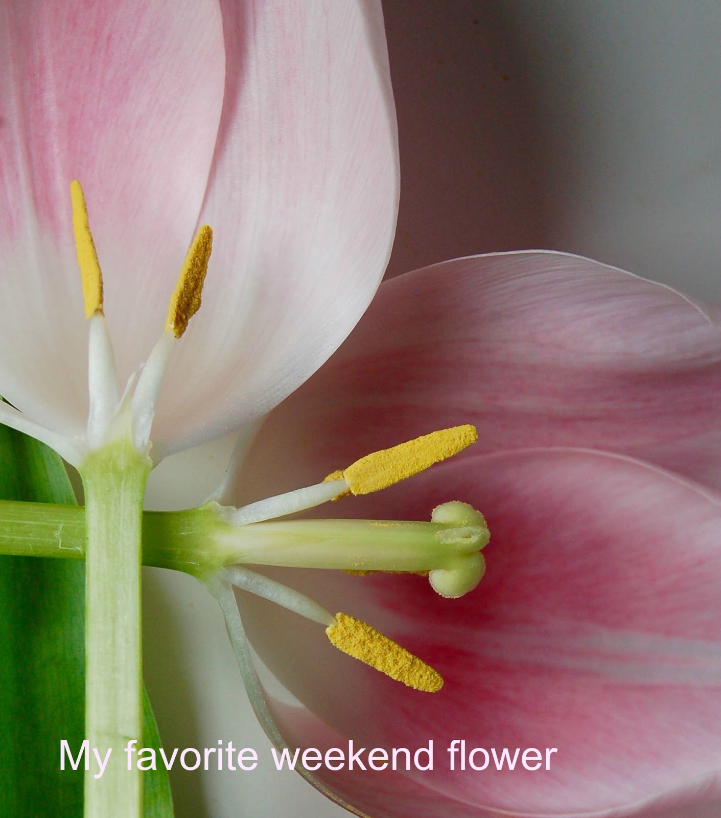 My favorite weekend flower week 1.