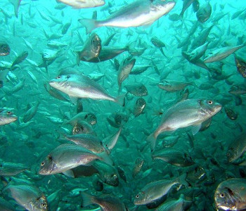 Ufugaji wa Samaki na Aina Zake