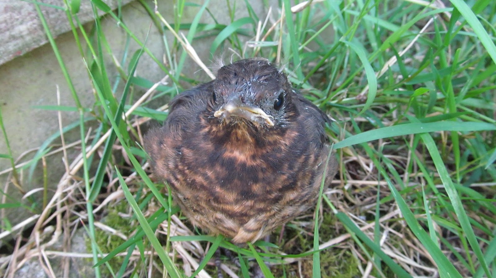BUZZARD BUSHCRAFT: Baby Bird