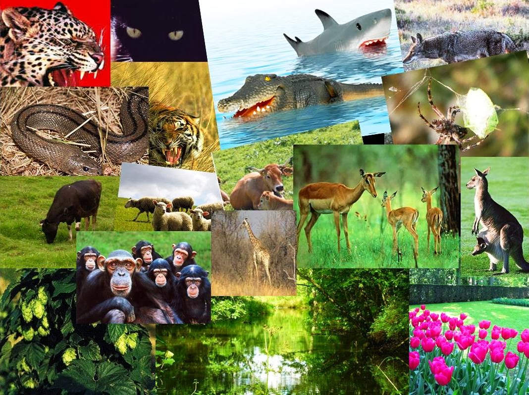 Wonderful 6104: "Collage of ecosystem (Rodriguez)"