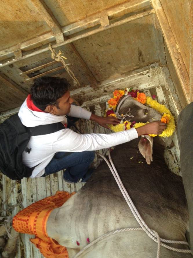 Save Cows Life Vrindavan: Save Cows Life Vrindavan