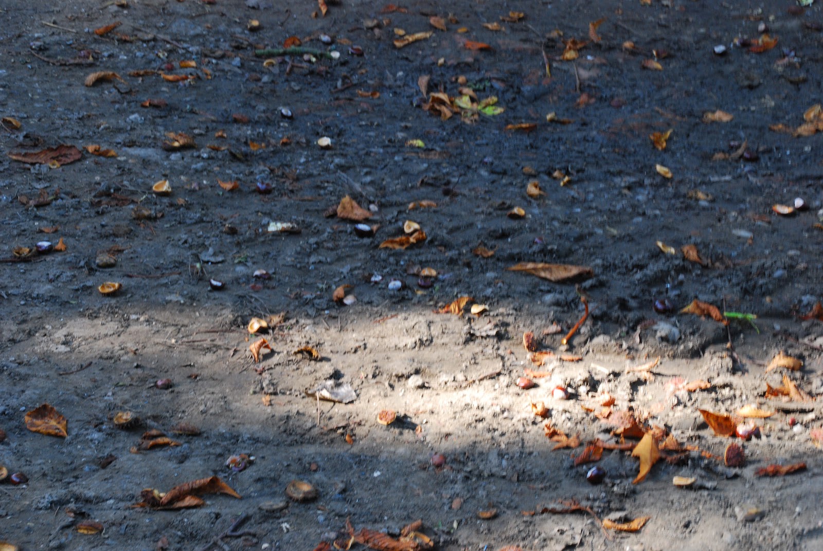 Photography: Natural Forms