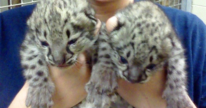 White Wolf : Snow Leopard Cubs Make Public Debut (Photos-Video)