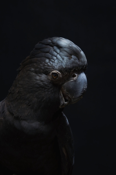 Fotografia Contemporanea: Gary Heery