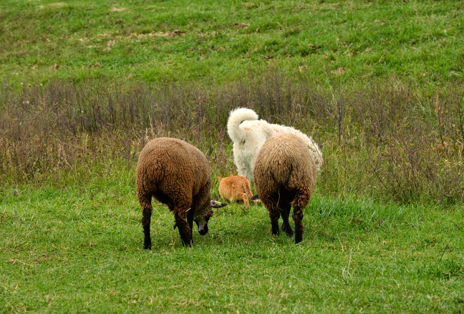 Punkin's Patch: Cat Sniffing Is Alive And...Well, Not So Grate Akshully