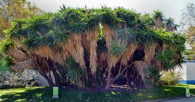 HOW TO GROW YUCCA ELEPHANTIPES |The Garden of Eaden