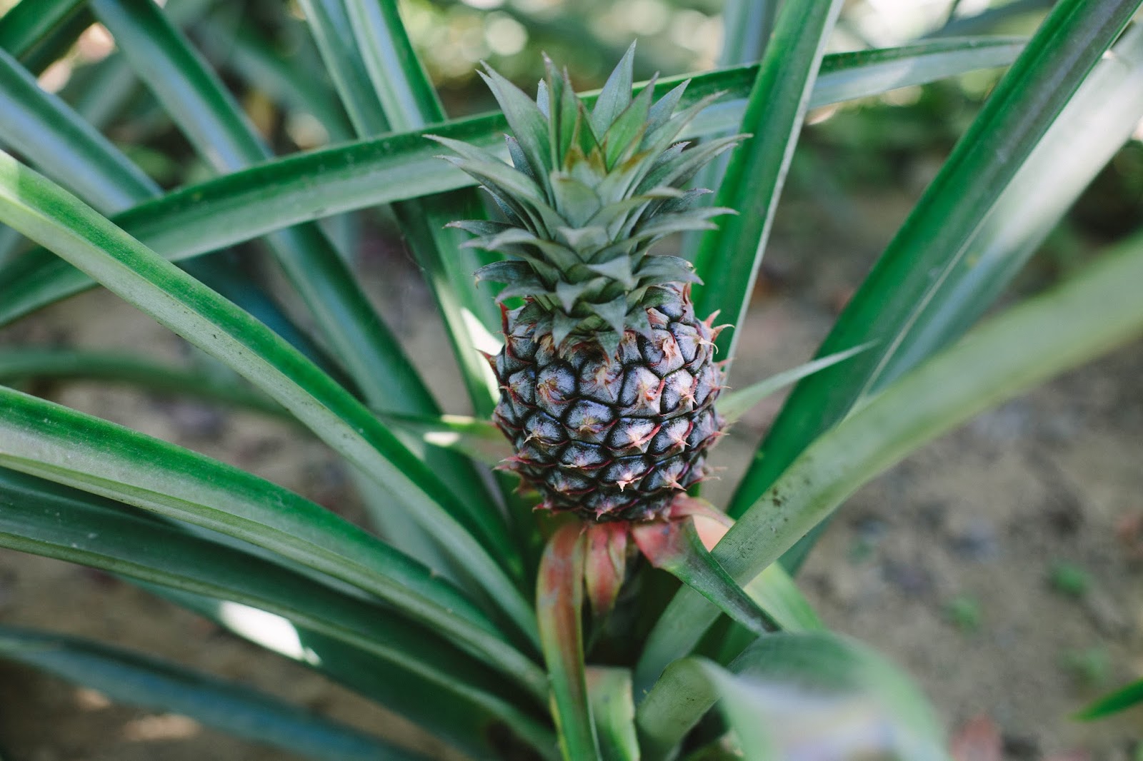 Indonesian-inspired choko curry + photos from Bali! – My Darling Lemon ...