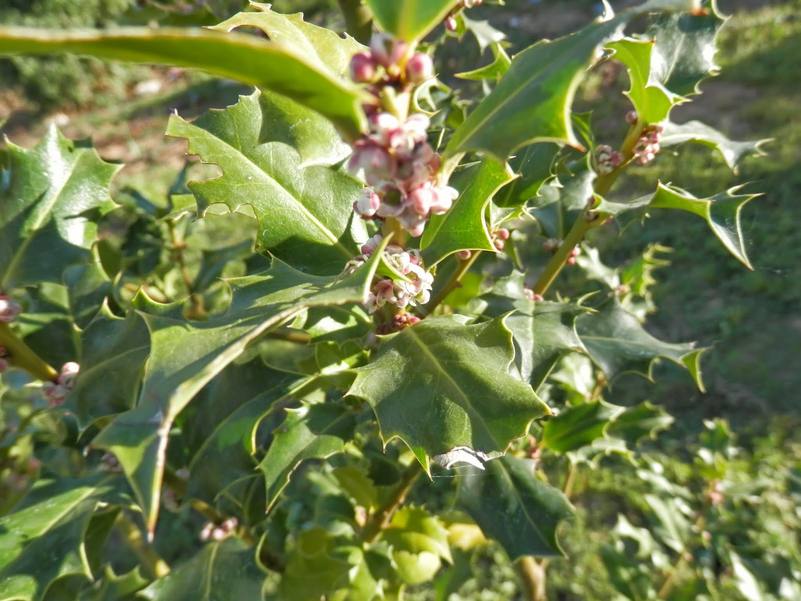 Perfumes y luces de Extremadura: Acebo, Ilex aquifolium. Para el jardín.