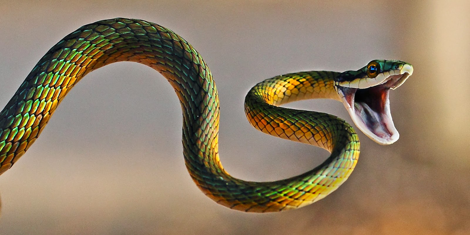 Taste of Torah: "Why Did It Have to be Snakes? / Parshat Chukkat