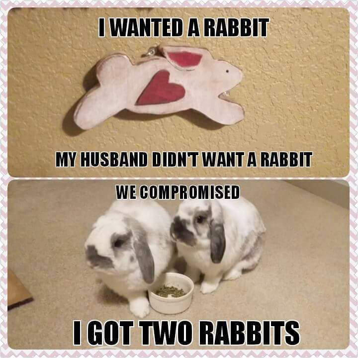 Rabbit Ramblings: Funny Bunny Memes
