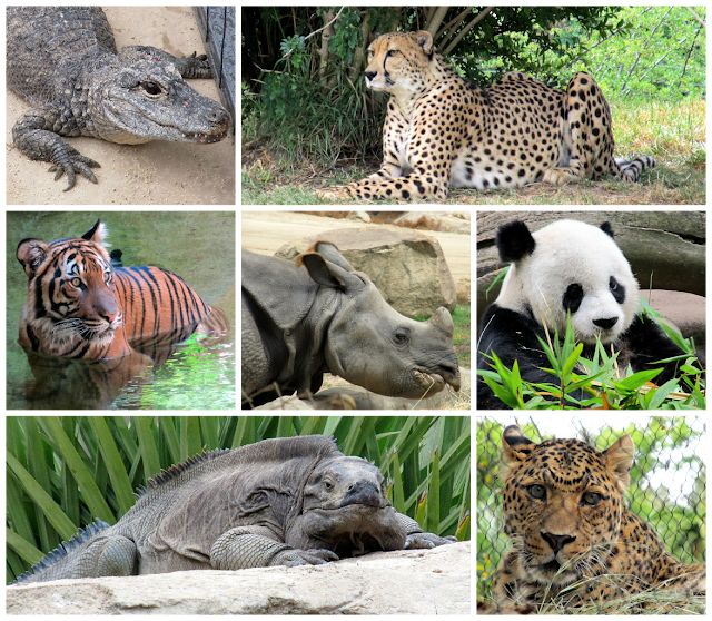 Life with Dylan: Endangered Species Monday - What is the IUCN?