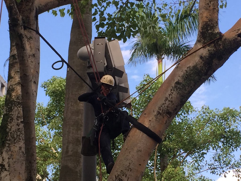 彈性纜繩系統－樹木支撐的新選擇 cobra tree bracing system | 樹沃客樹藝