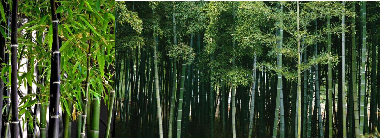 Kebun Bambu: Prospek Perkebunan Bambu