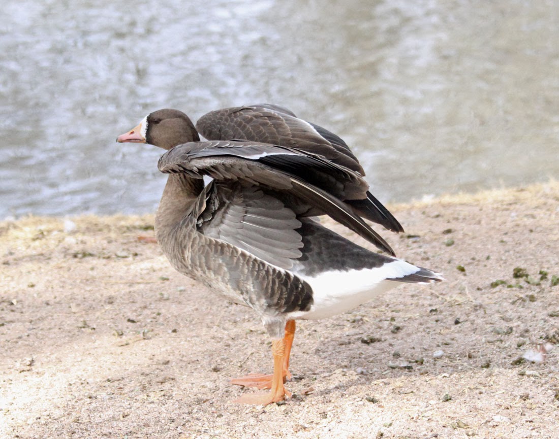 Pioneer Birding: AZ - an interesting White-fronted Goose - 01/19