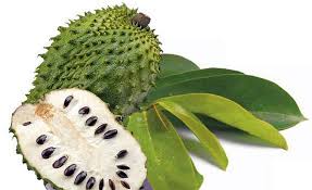 Bunga Sirsak Rontok Terus, Mungkin Butuh Penyerbukan Buatan ~ VinFlora