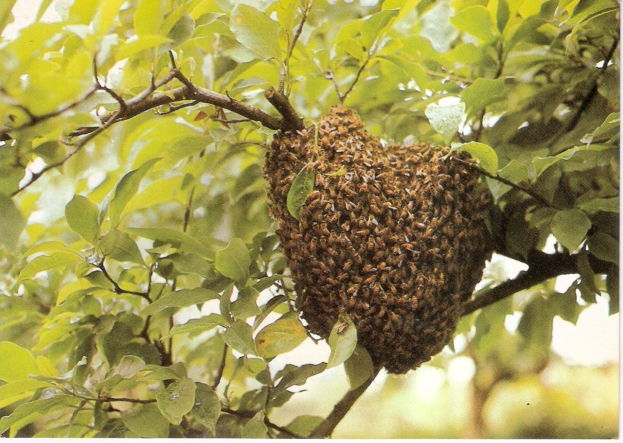 Colmena silvestre | Busy As A Bee | Pinterest