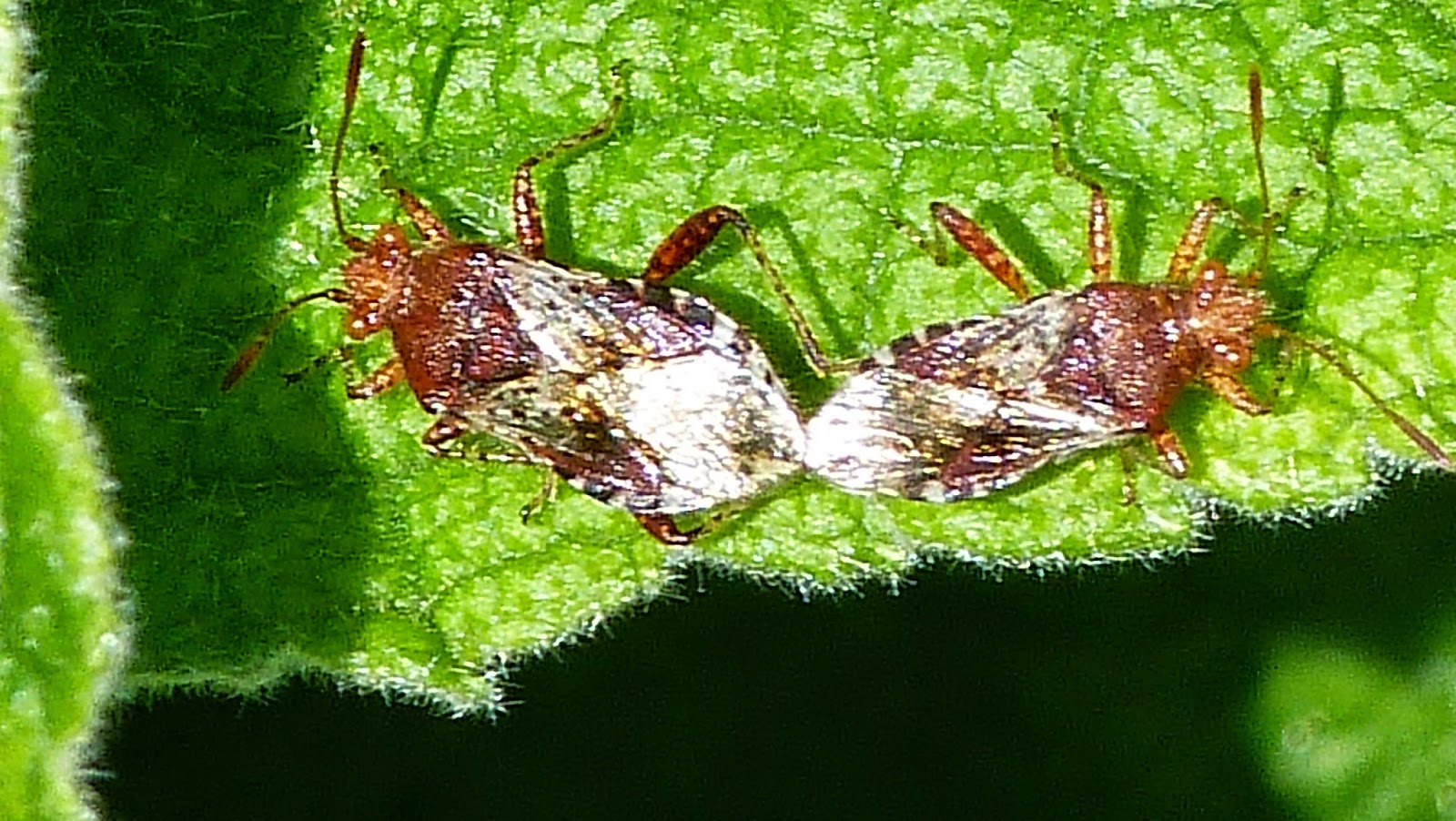 Wild Monty: A tale of three bugs