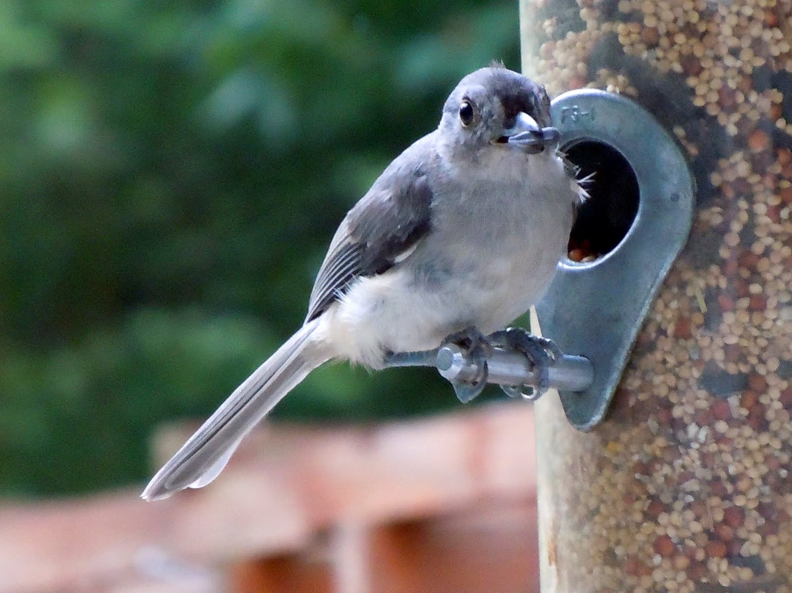 The World According To Lexi: Saturday Pet Blogger Hop - Our Geese