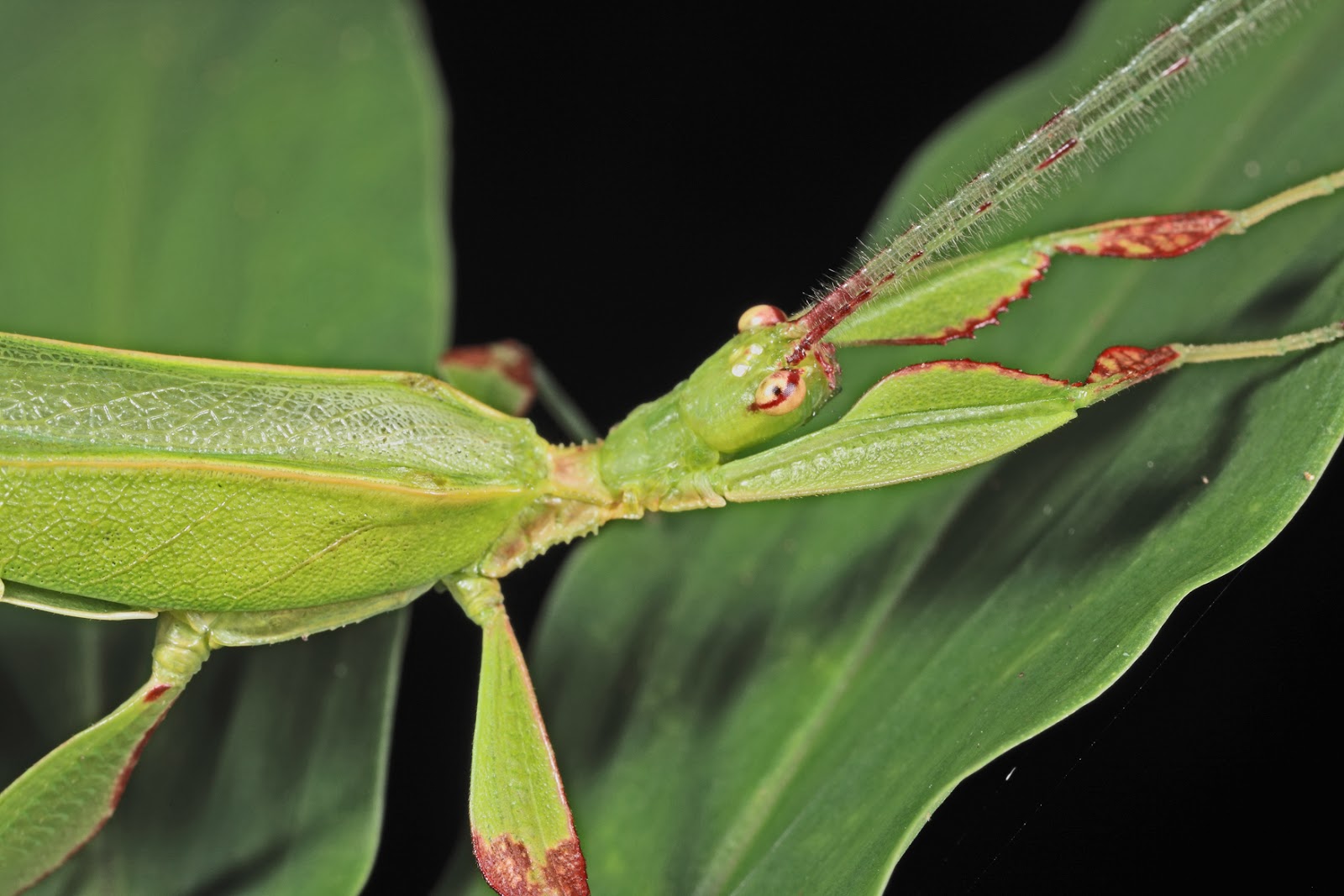 BunyipCo: Monteith's Leaf Insect, Phyllium monteithi Brock and ...
