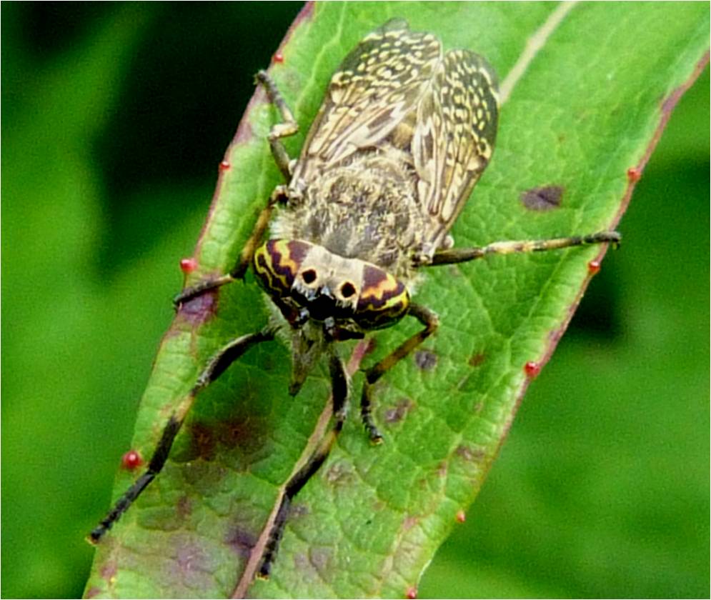 Insects of Scotland: Mosquitoes/Midges/Horseflies