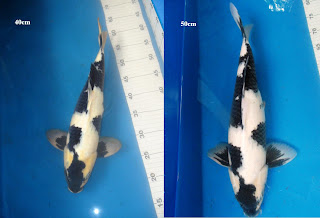 Malaysia Japanese Koi Farm (MrKoi Farm): Grooming the Shirogi