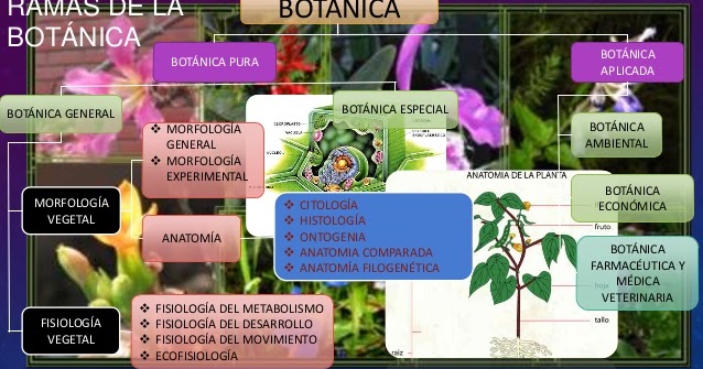 Botánica: ¿Qué es la Botánica?