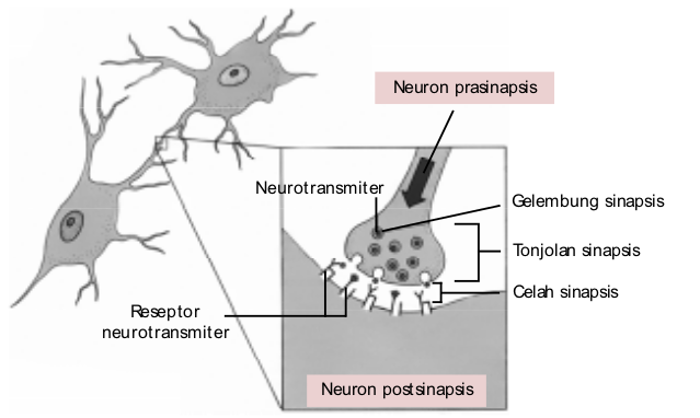 Bab 8 : Sistem Regulasi Dan Macam-Macam Sistem Regulasi Pada Manusia ...