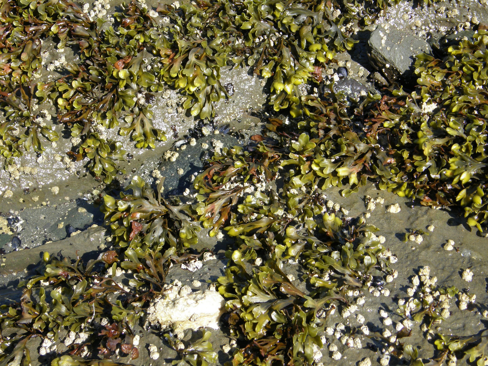 Wanderin' Weeta (With Waterfowl and Weeds): Looking at rockweed