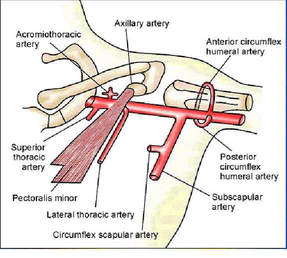 Enumerate the boundaries, contents of axilla, name the various branches ...