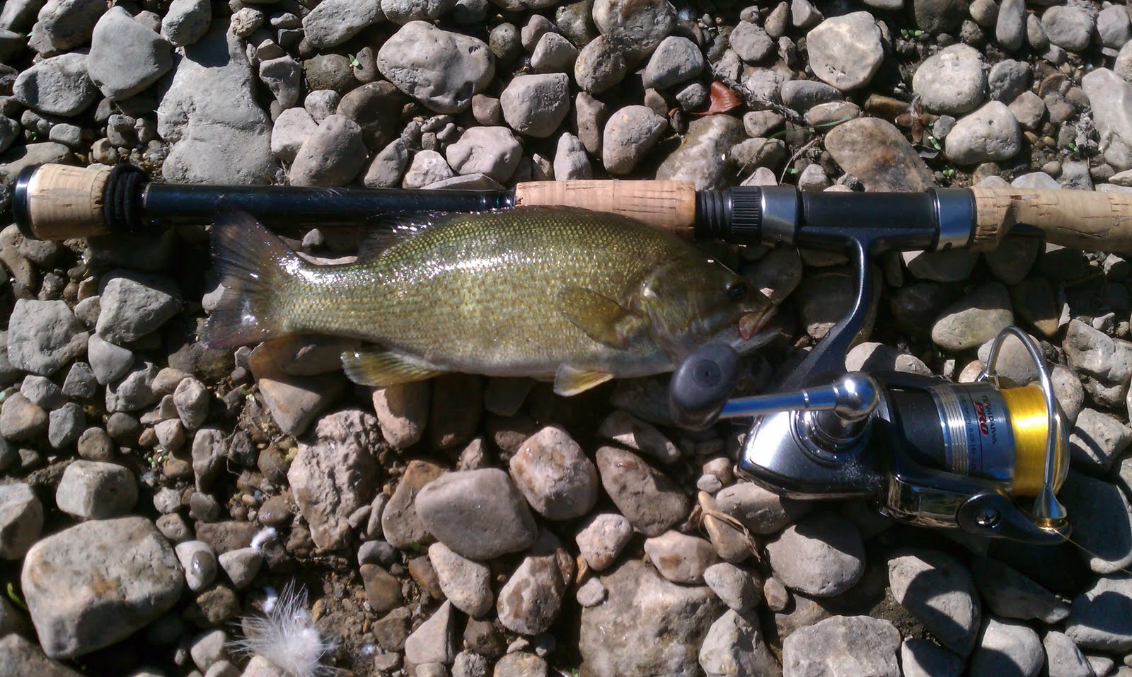 Illinois Wisconsin Fishing: warm water fishing the root river