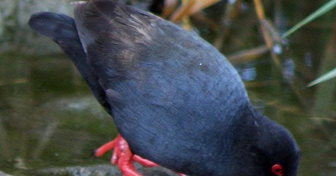Universo Animal: Curiosidades sobre la polluela negra africana