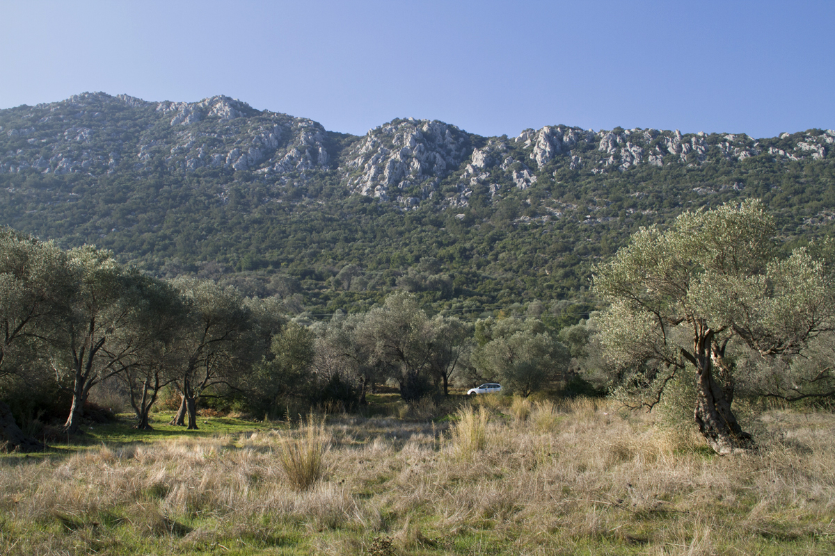 Antiguos OLIVOS del Mediterráneo : TURKEY. Western ANATOLIA, AEGEAN ...