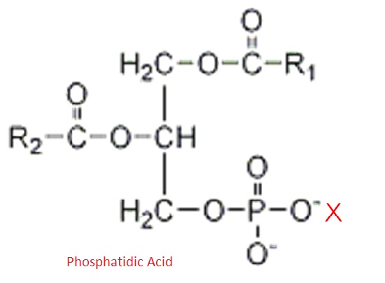 Biochemistry: Lipids