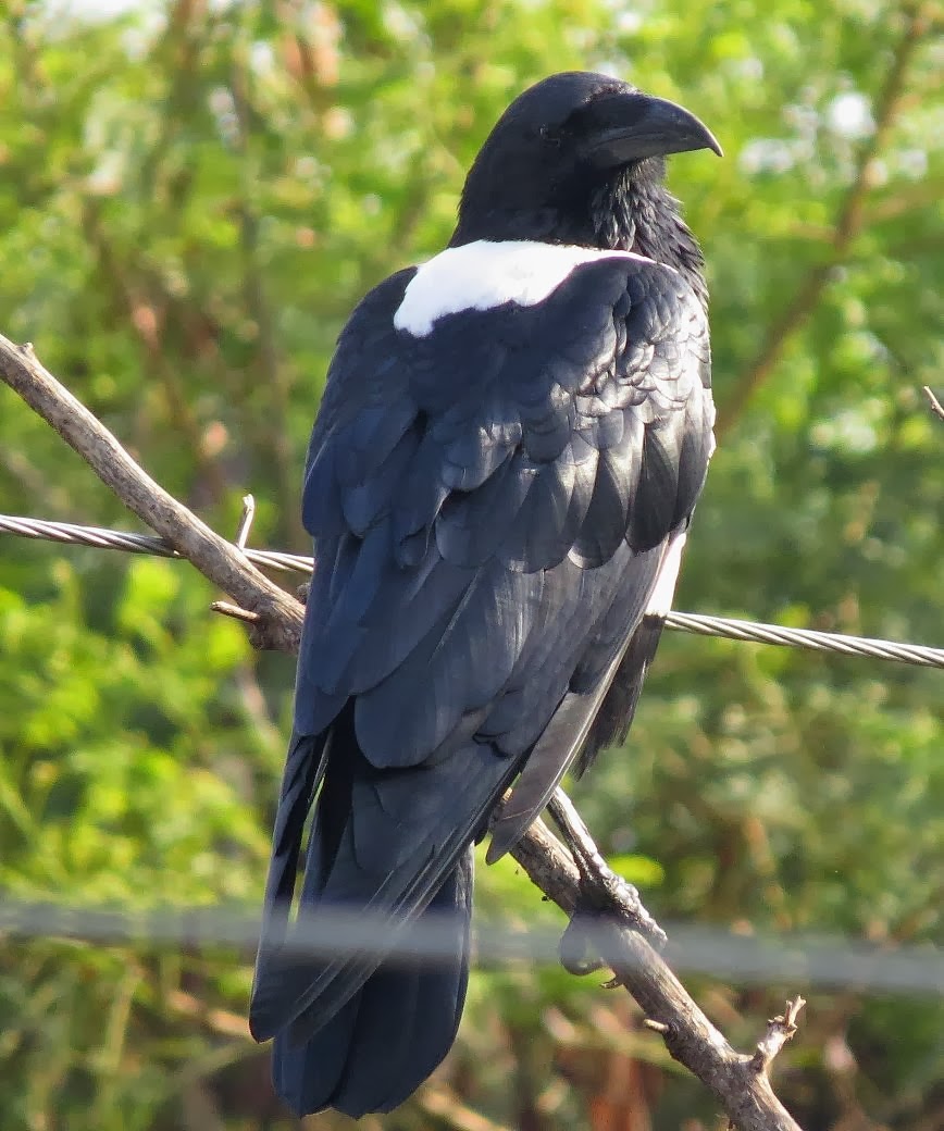 Birding for a Lark: Hotel garden, Adama, Ethiopia