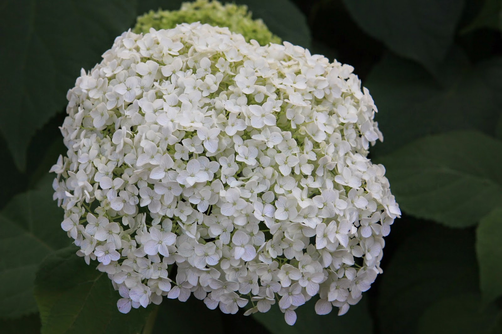 Romancing the Home: Cool Summer Gardens