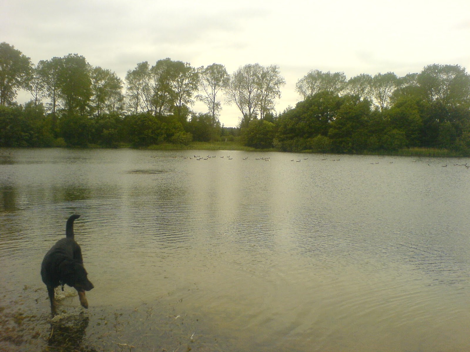 Caravaning around: Lynford Water